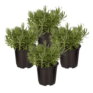 live aromatic and edible herb - lavender (4 per pack), natural sleep enhancer, 6" tall by 4" wide in 1 pint pot