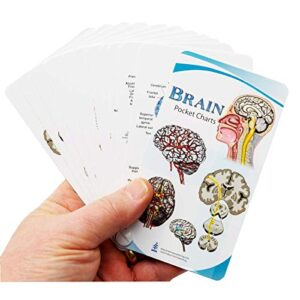 brain pocket charts