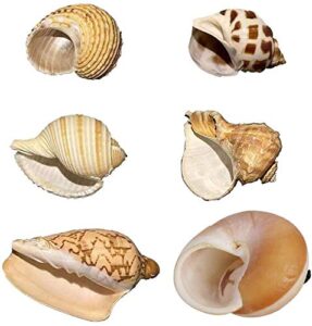 petawi hermit crab shells large medium xlarge natural growth shells for hermit crab variety turbo seashells sea conch no painted hermit crab supplies