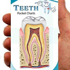 Dental Anatomy Pocket Charts,for Dentist, Oral Hygienist, Dental Students