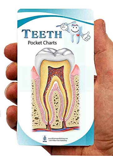 Dental Anatomy Pocket Charts,for Dentist, Oral Hygienist, Dental Students