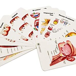 Dental Anatomy Pocket Charts,for Dentist, Oral Hygienist, Dental Students