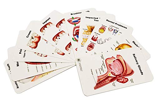 Dental Anatomy Pocket Charts,for Dentist, Oral Hygienist, Dental Students