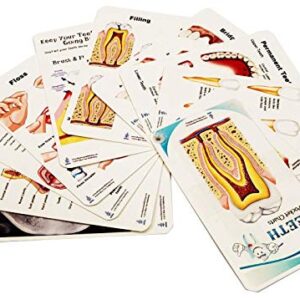 Dental Anatomy Pocket Charts,for Dentist, Oral Hygienist, Dental Students