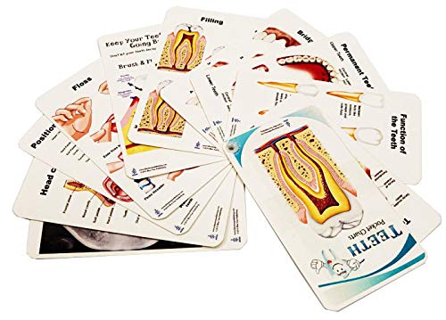 Dental Anatomy Pocket Charts,for Dentist, Oral Hygienist, Dental Students