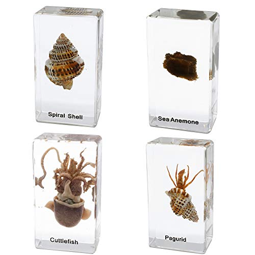 Cherish XT 8 PCS Marine Animals Specimens Set Paperweights Taxidermy for Science Education Include Pagurid,Spiral Shell,Lobster,Sea Anemone,Cuttlefish,Fiddler Crab,Clams,Starfiash Specimen