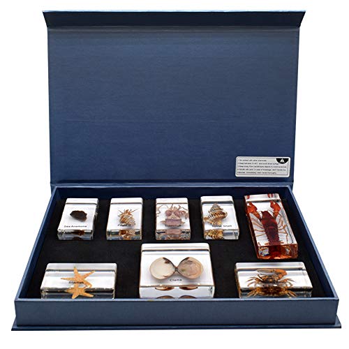 Cherish XT 8 PCS Marine Animals Specimens Set Paperweights Taxidermy for Science Education Include Pagurid,Spiral Shell,Lobster,Sea Anemone,Cuttlefish,Fiddler Crab,Clams,Starfiash Specimen