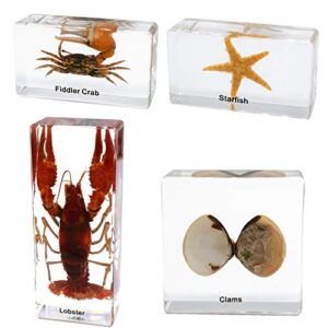 Cherish XT 8 PCS Marine Animals Specimens Set Paperweights Taxidermy for Science Education Include Pagurid,Spiral Shell,Lobster,Sea Anemone,Cuttlefish,Fiddler Crab,Clams,Starfiash Specimen