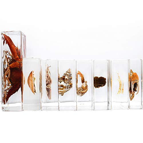 Cherish XT 8 PCS Marine Animals Specimens Set Paperweights Taxidermy for Science Education Include Pagurid,Spiral Shell,Lobster,Sea Anemone,Cuttlefish,Fiddler Crab,Clams,Starfiash Specimen