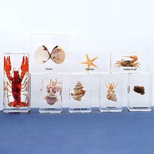 Cherish XT 8 PCS Marine Animals Specimens Set Paperweights Taxidermy for Science Education Include Pagurid,Spiral Shell,Lobster,Sea Anemone,Cuttlefish,Fiddler Crab,Clams,Starfiash Specimen