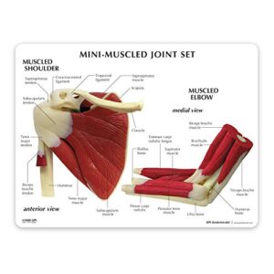 Miniature Hip, Shoulder, Knee & Elbow Joint Model Set | Human Body Anatomy Replica Set of Hip, Shoulder, Knee, & Elbow Joints for Doctors Office Educational Tool | GPI Anatomicals