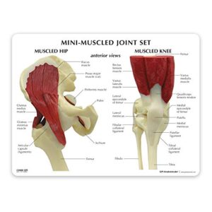 Miniature Hip, Shoulder, Knee & Elbow Joint Model Set | Human Body Anatomy Replica Set of Hip, Shoulder, Knee, & Elbow Joints for Doctors Office Educational Tool | GPI Anatomicals