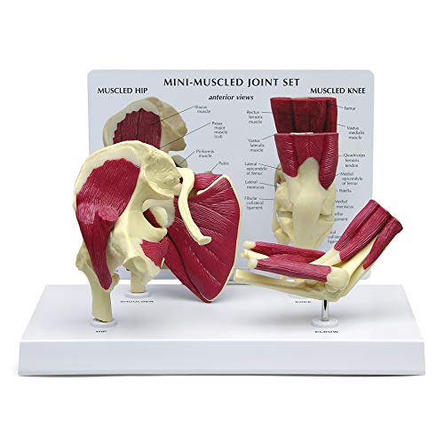 Miniature Hip, Shoulder, Knee & Elbow Joint Model Set | Human Body Anatomy Replica Set of Hip, Shoulder, Knee, & Elbow Joints for Doctors Office Educational Tool | GPI Anatomicals