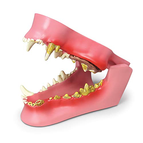 Canine Dental Model | Animal Body Anatomy Replica of Dog Jaw w/Common Pathologies for Veterinary Office Educational Tool | GPI Anatomicals