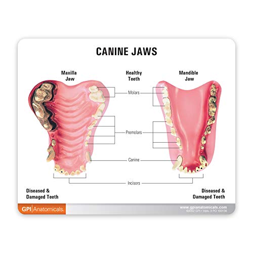 Canine Dental Model | Animal Body Anatomy Replica of Dog Jaw w/Common Pathologies for Veterinary Office Educational Tool | GPI Anatomicals