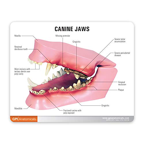 Canine Dental Model | Animal Body Anatomy Replica of Dog Jaw w/Common Pathologies for Veterinary Office Educational Tool | GPI Anatomicals