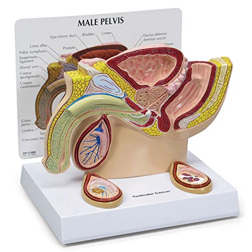 Male Pelvis w/ Testicles Model | Human Body Anatomy Replica of Male Pelvis w/ Testicles for Doctors Office Educational Tool | GPI Anatomicals