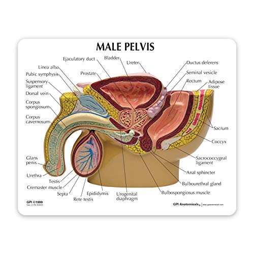 Male Pelvis w/ Testicles Model | Human Body Anatomy Replica of Male Pelvis w/ Testicles for Doctors Office Educational Tool | GPI Anatomicals