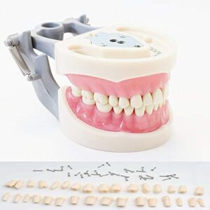 typodont model kilgore nissin 200 type removable teeth,for dental hygiene