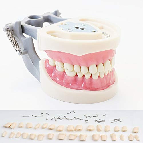 Typodont Model Kilgore Nissin 200 Type Removable Teeth,for Dental Hygiene