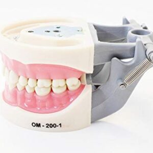 Typodont Model Kilgore Nissin 200 Type Removable Teeth,for Dental Hygiene