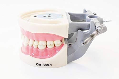 Typodont Model Kilgore Nissin 200 Type Removable Teeth,for Dental Hygiene