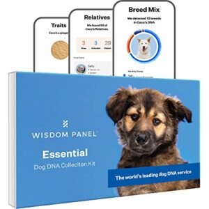 wisdom panel essential: most accurate dog dna test kit for breed id and ancestry | 25+ genetic health conditions | traits | relatives | 1 pack