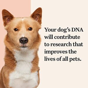 Wisdom Panel Premium: Most Comprehensive Dog DNA Test for 200+ Health Tests | Accurate Breed ID and Ancestry | Traits | Relatives | Genetic Diversity | Vet Consult | 1 Pack