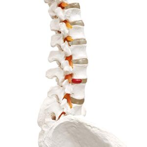 Ultrassist Life Size Human Spine Model, 34" Flexible Spinal Cord with Hyoid Bone, Herniated Disk, Nerves, Arteries and Pelvis, Teaching Tool for Medical Students and Chiropractors, Includes Stand