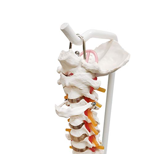 Ultrassist Life Size Human Spine Model, 34" Flexible Spinal Cord with Hyoid Bone, Herniated Disk, Nerves, Arteries and Pelvis, Teaching Tool for Medical Students and Chiropractors, Includes Stand