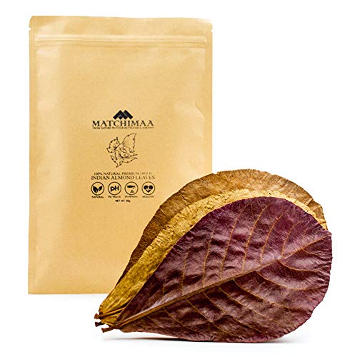 Premium Indian Almond Leave - Blackwater - Aquarium Decorations. Catappa Leaves Rich Tannin. Health Better, Vitality, Successful Breeding! for Betta Fish Tank & Shrimp. Pack 50g Size 6-9"(20-25Leaves)