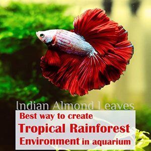 Premium Indian Almond Leave - Blackwater - Aquarium Decorations. Catappa Leaves Rich Tannin. Health Better, Vitality, Successful Breeding! for Betta Fish Tank & Shrimp. Pack 50g Size 6-9"(20-25Leaves)