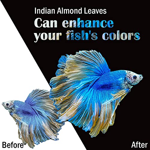 Premium Indian Almond Leave - Blackwater - Aquarium Decorations. Catappa Leaves Rich Tannin. Health Better, Vitality, Successful Breeding! for Betta Fish Tank & Shrimp. Pack 50g Size 6-9"(20-25Leaves)