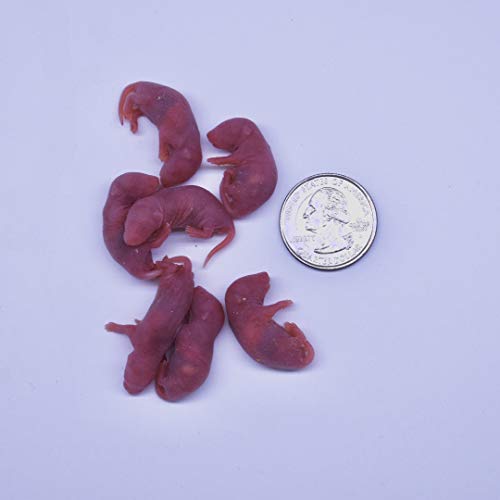 MiceDirect: Frozen Mice Combo Pack of 100 Small Pinkies & Pinkies Feeder Mice–50 Small Pinkies & 50 Pinkies -Food for Corn Snakes, Ball Pythons, Lizards & Pet Reptiles-Freshest Snake Feed Supplies