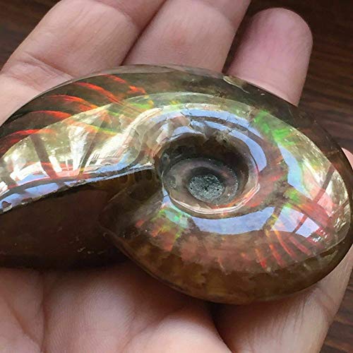 New Natural Iridescent Ammonite Ammolite Facet Specimen Fossil Madagascar 35MM