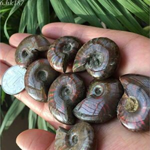 New Natural Iridescent Ammonite Ammolite Facet Specimen Fossil Madagascar 35MM