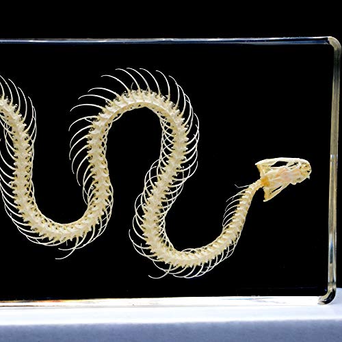 Real Snake Skeleton Animal Specimen in Acrylic Block Paperweights Science Classroom Specimens for Science Education