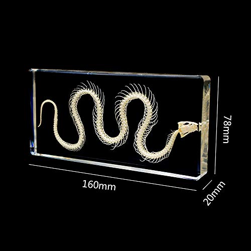 Real Snake Skeleton Animal Specimen in Acrylic Block Paperweights Science Classroom Specimens for Science Education