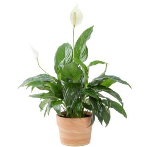 costa farms peace lily plant, live indoor house plant with flowers, room air purifier in modern decor planter, potting soil, plant lover, anniversary or new home gift, desk decor, 15-inches tall