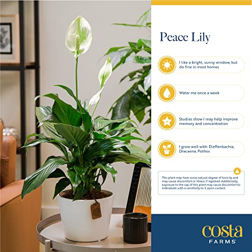 Costa Farms Peace Lily Plant, Live Indoor House Plant with Flowers, Room Air Purifier in Modern Decor Planter, Potting Soil, Plant Lover, Anniversary or New Home Gift, Desk Decor, 15-Inches Tall