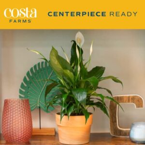 Costa Farms Peace Lily Plant, Live Indoor House Plant with Flowers, Room Air Purifier in Modern Decor Planter, Potting Soil, Plant Lover, Anniversary or New Home Gift, Desk Decor, 15-Inches Tall