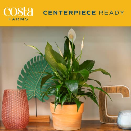 Costa Farms Peace Lily Plant, Live Indoor House Plant with Flowers, Room Air Purifier in Modern Decor Planter, Potting Soil, Plant Lover, Anniversary or New Home Gift, Desk Decor, 15-Inches Tall