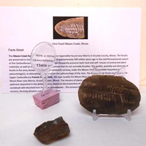 300 Million Yr Old Fern Fossil from Mazon Creek, Illinois w/Free Display Stand, Fact Sheet & 2nd Fossil