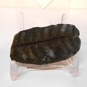 300 Million Yr Old Fern Fossil from Mazon Creek, Illinois w/Free Display Stand, Fact Sheet & 2nd Fossil