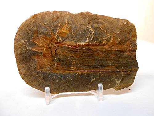 300 Million Yr Old Fern Fossil from Mazon Creek, Illinois w/Free Display Stand, Fact Sheet & 2nd Fossil