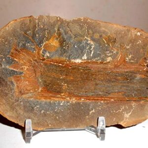 300 Million Yr Old Fern Fossil from Mazon Creek, Illinois w/Free Display Stand, Fact Sheet & 2nd Fossil