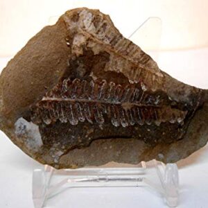 300 Million Yr Old Fern Fossil from Mazon Creek, Illinois w/Free Display Stand, Fact Sheet & 2nd Fossil