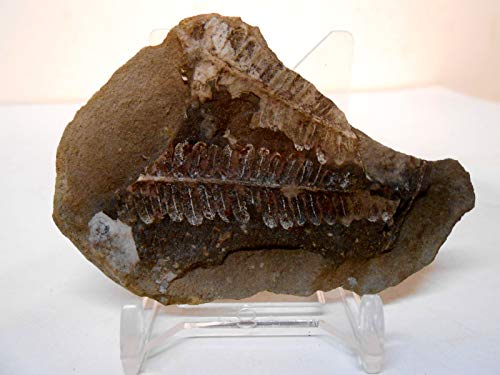 300 Million Yr Old Fern Fossil from Mazon Creek, Illinois w/Free Display Stand, Fact Sheet & 2nd Fossil