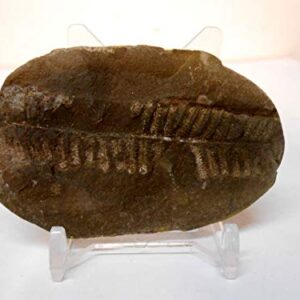 300 Million Yr Old Fern Fossil from Mazon Creek, Illinois w/Free Display Stand, Fact Sheet & 2nd Fossil