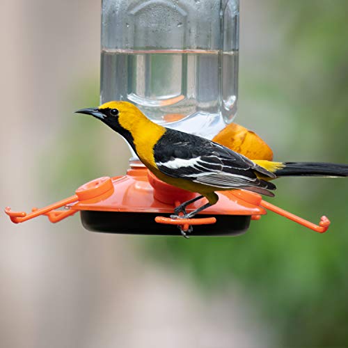 Perky-Pet 9113-2 Top-Fill Glass Oriole Feeder – 22 Oz, Orange